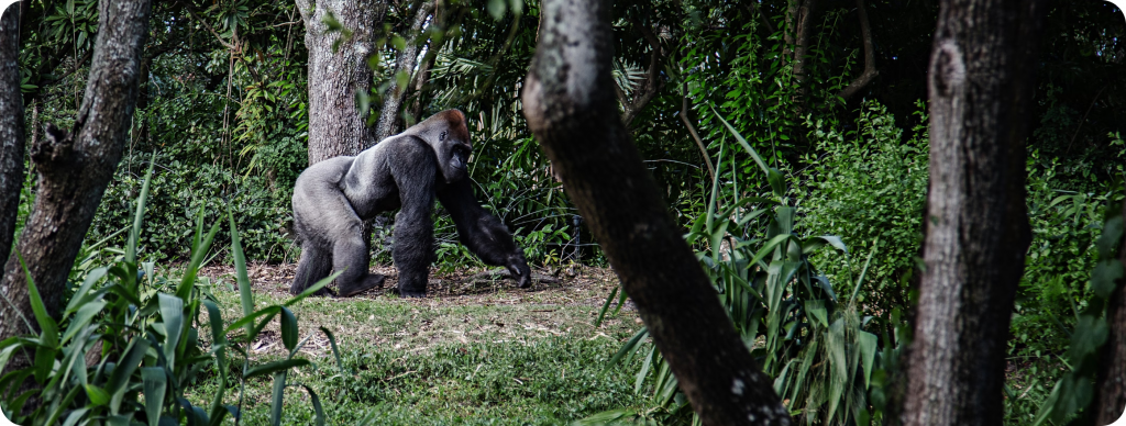 Go-Rilla - WeSoftYou